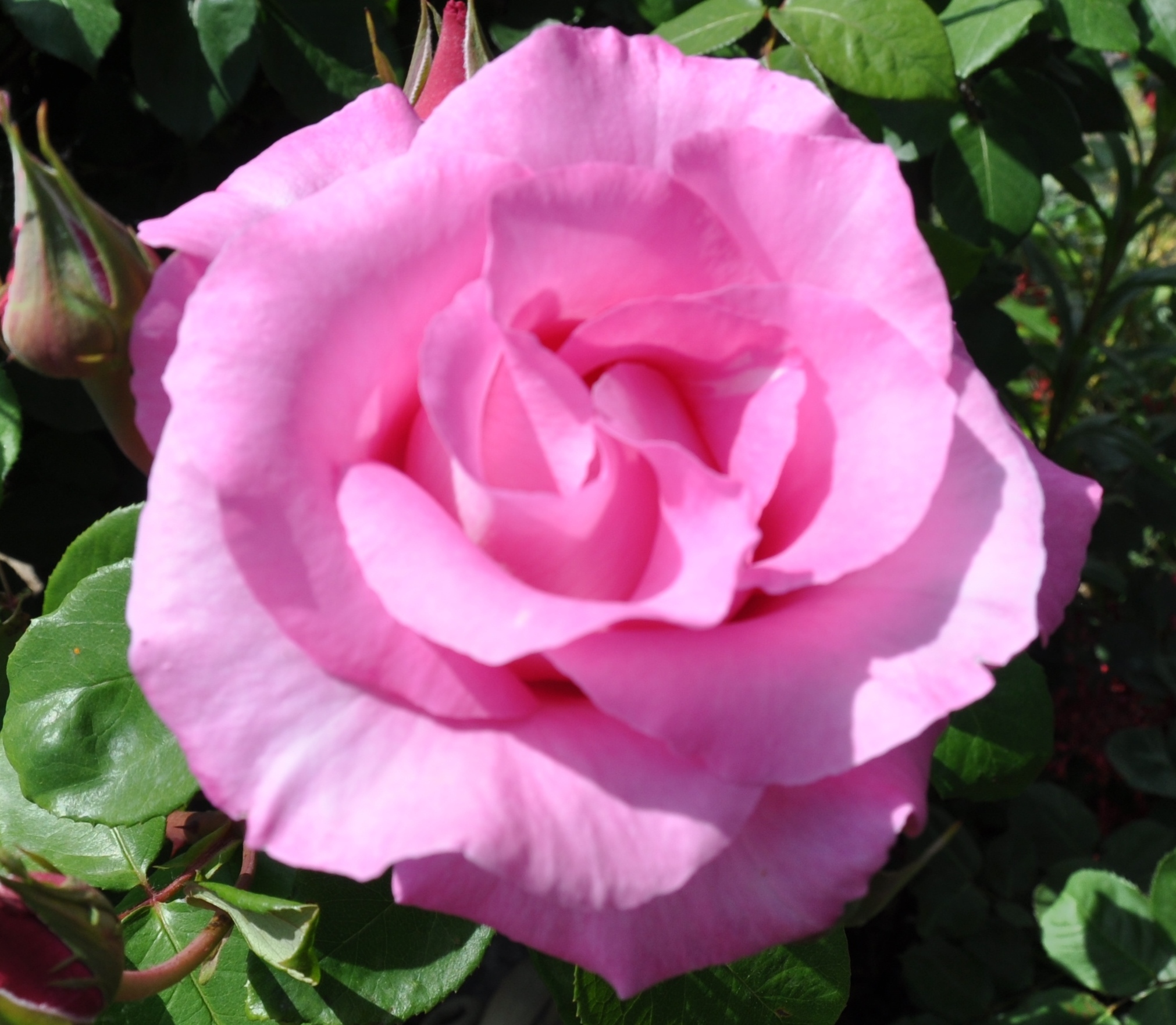 5 coups de pouce au jardin en septembre - Jardiner avec Jean-Paul