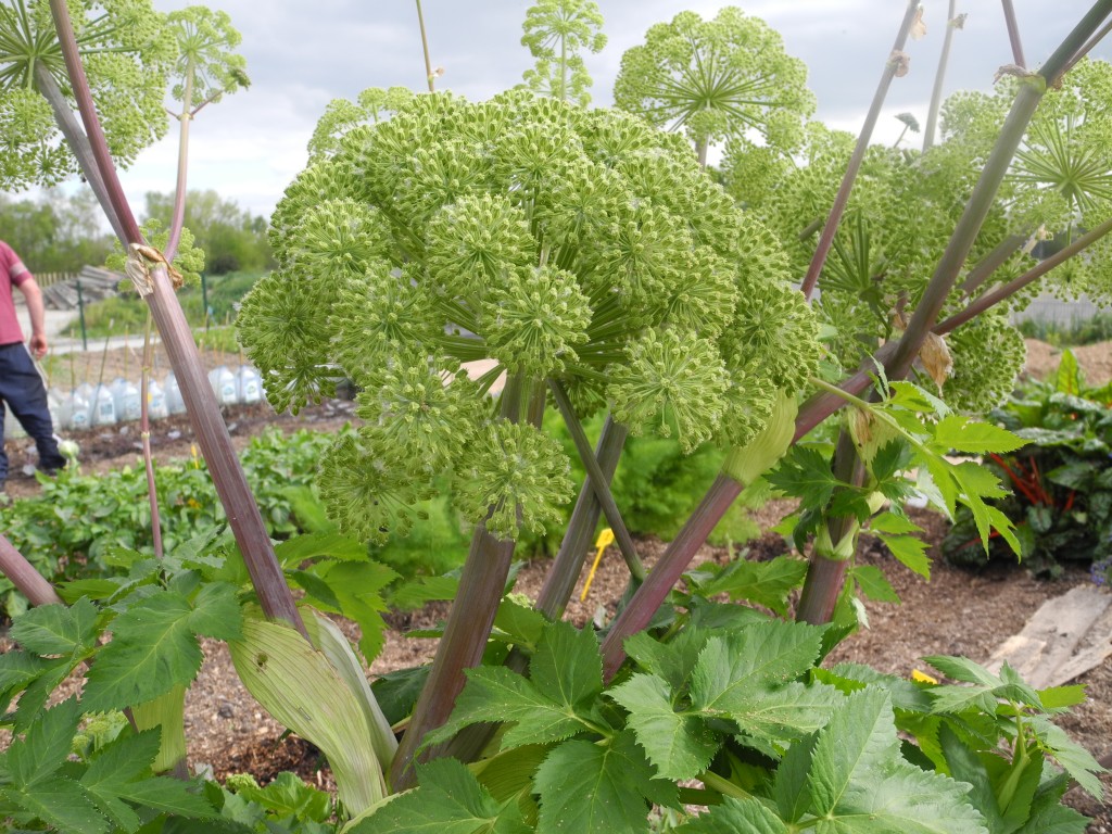 Angélique - Jardiner avec Jean-Paul