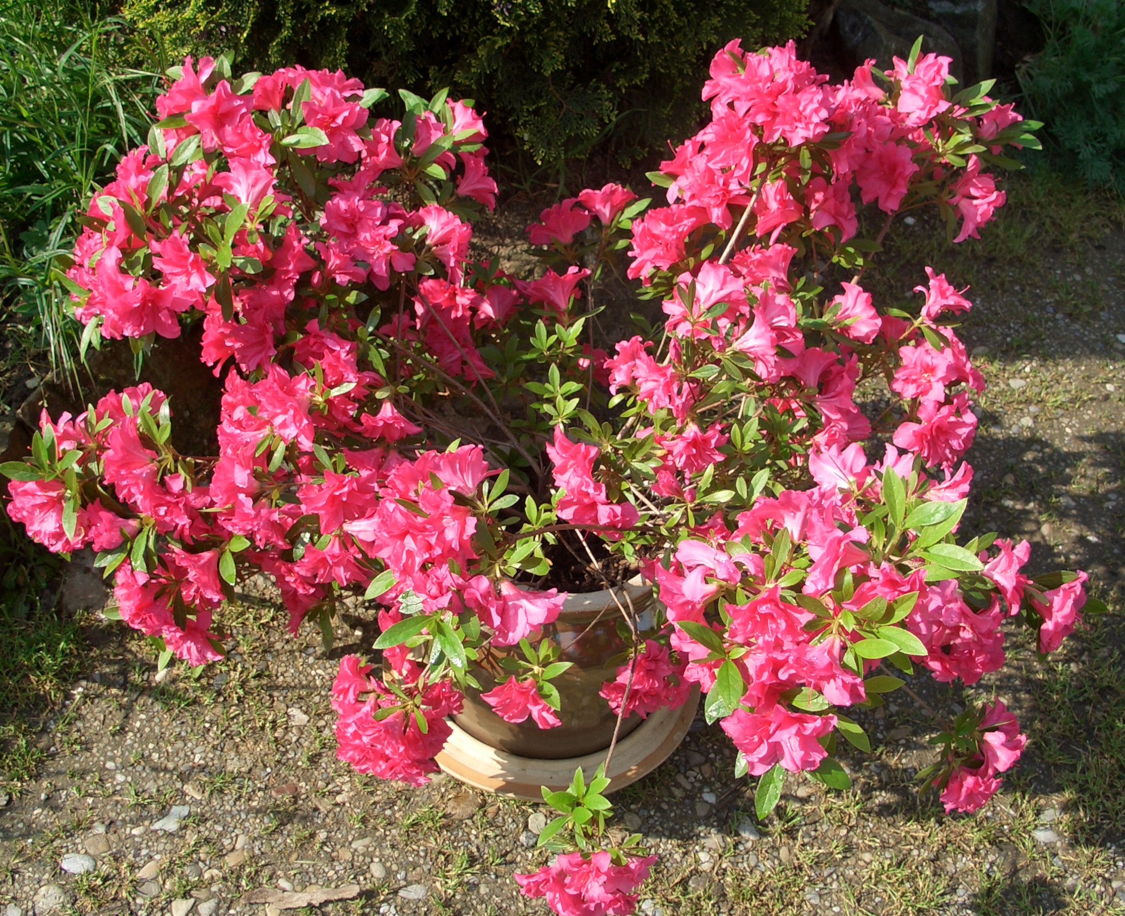 Des fleurs d'extérieur en novembre et décembre - Jardiner avec Jean-Paul