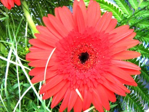 Gerbera - Jardiner avec Jean-Paul
