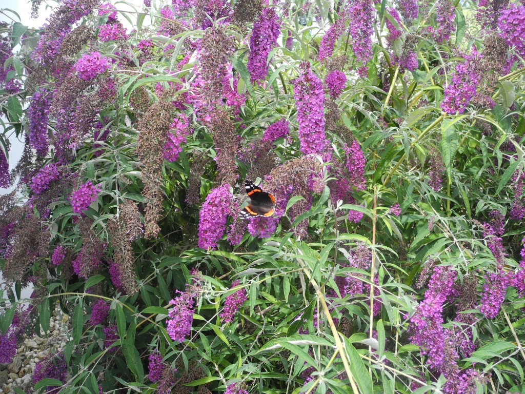 Calendrier de la floraison des arbustes - Jardiner avec Jean-Paul