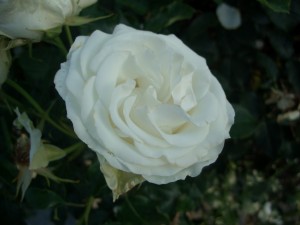 51 nuances de roses - Jardiner avec Jean-Paul