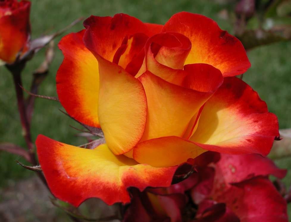 Jardin des Cinq Sens - Jardiner avec Jean-Paul