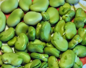 Fève - Jardiner avec Jean-Paul