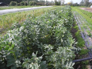 Fève - Jardiner avec Jean-Paul